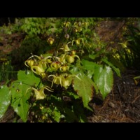 Yellow flowers - Garden Vision Epimediums