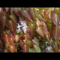 Epimedium grandiflorum 'Lilac Seedling' - Garden Vision Epimediums
