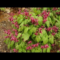 E. grandiflorum - Garden Vision Epimediums