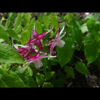 Pink flowers - Garden Vision Epimediums