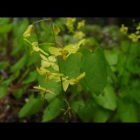 E. pinnatum ssp. - Garden Vision Epimediums