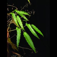 Epimedium sp. nov. 'Spine Tingler' - Garden Vision Epimediums