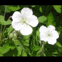 Geranium maculatum 'Cobblewood Ghost' - Garden Vision Epimediums